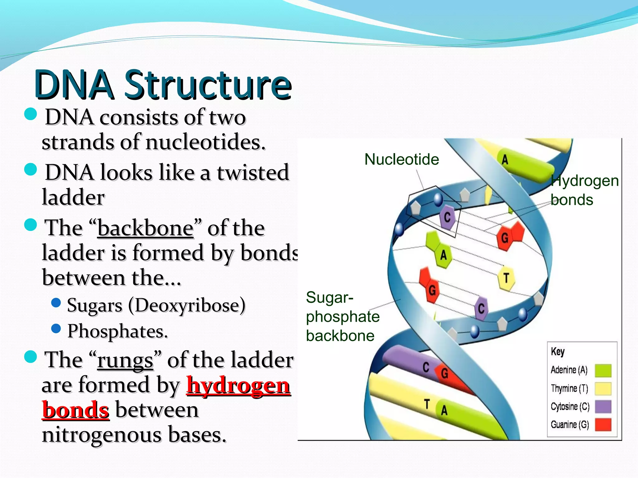DNA discovery & Structure 8.1 & 8.2 | PPT