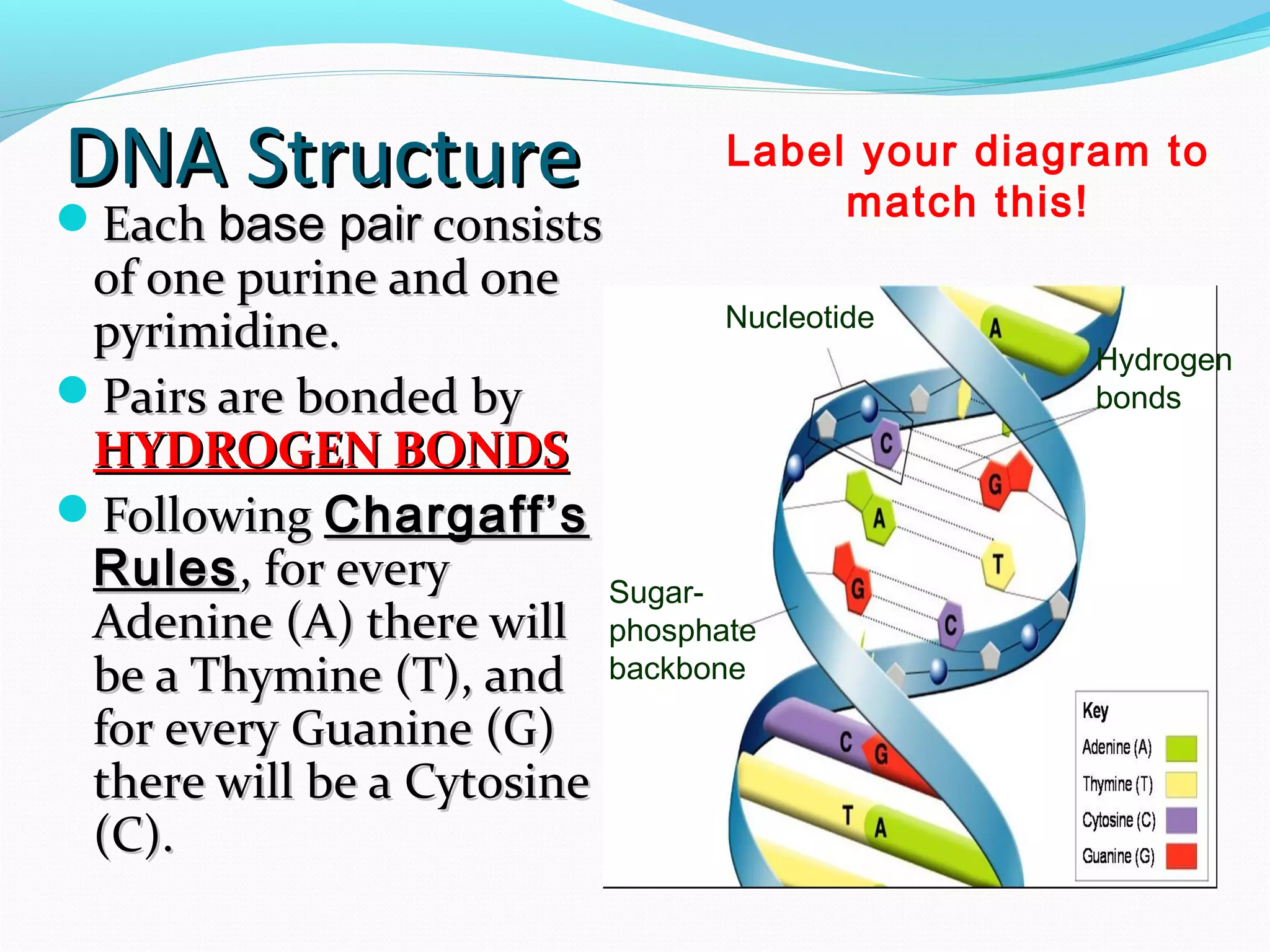 DNA discovery & Structure 8.1 & 8.2 | PPT