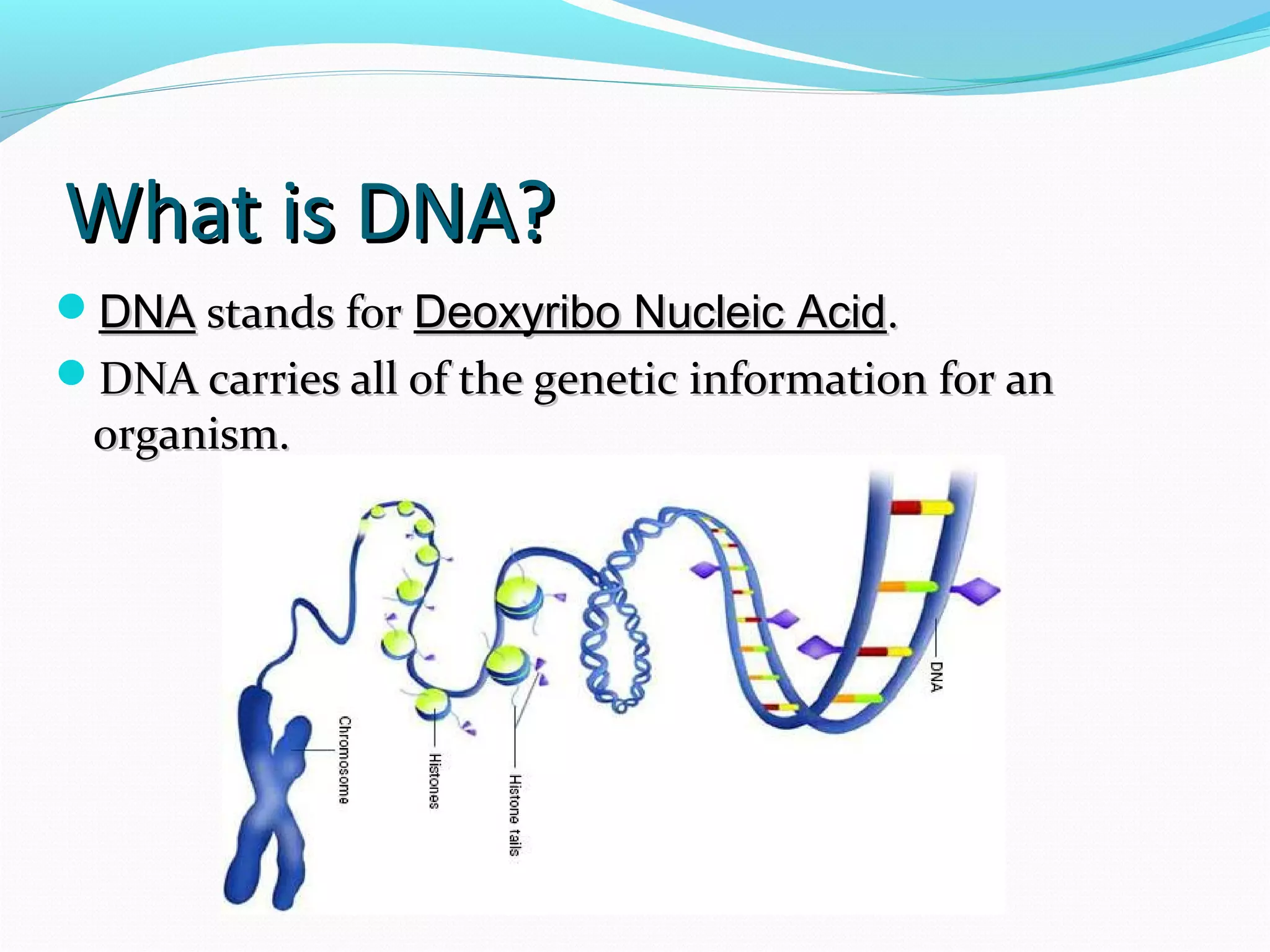 DNA discovery & Structure 8.1 & 8.2 | PPT