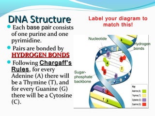 DNA discovery & Structure 8.1 & 8.2 | PPT