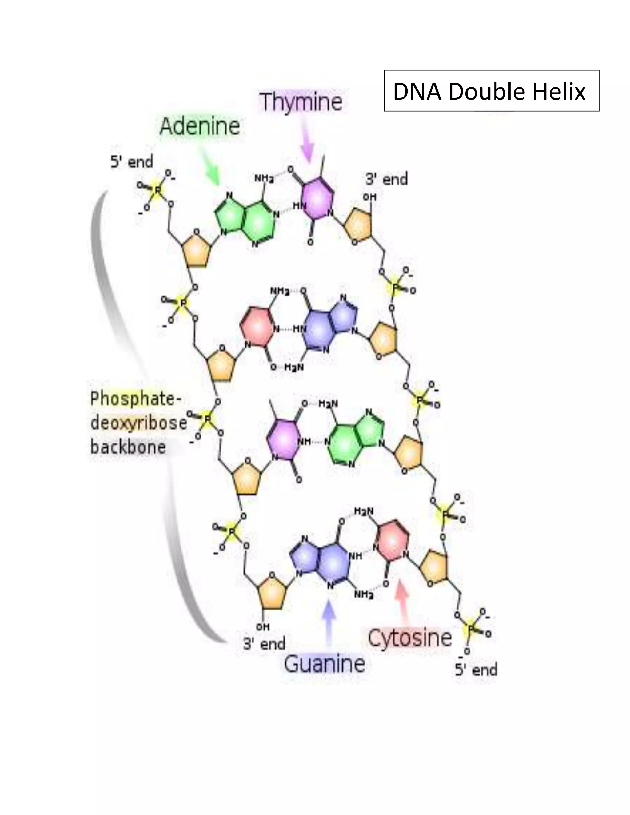 Dna double helix | DOCX