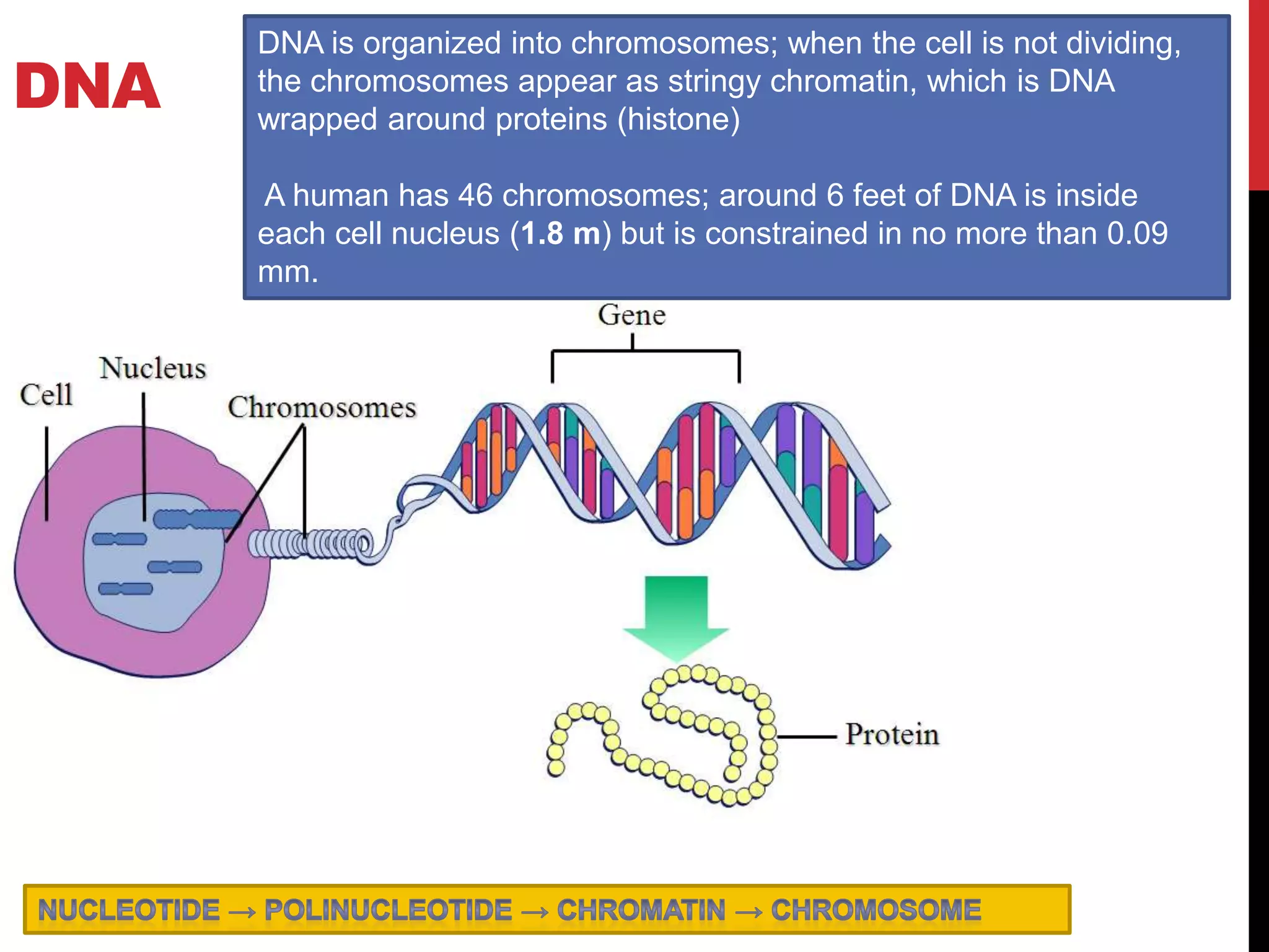 Dna double helix (2 class) | PPTX