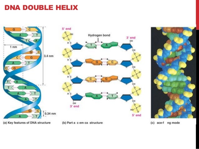 Nucleic acid double helix - Alchetron, the free social encyclopedia