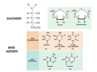 Dna e cariotipo | PPTX