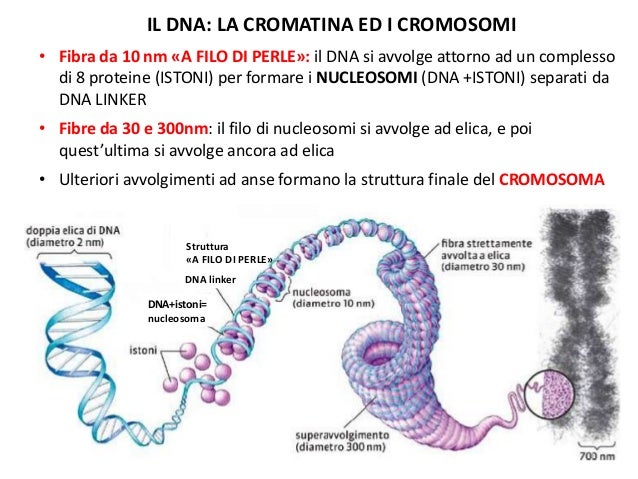 Struttura e funzioni del DNA, le mutazioni genetiche, le biotecnologie e gli Organismi ...