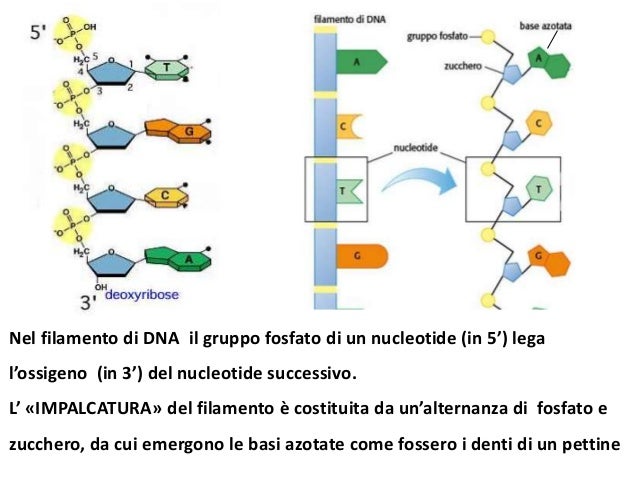 Dna e cariotipo