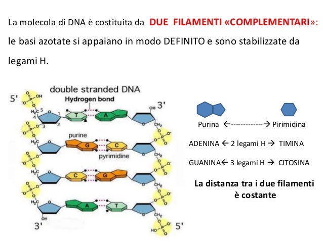 Dna e cariotipo