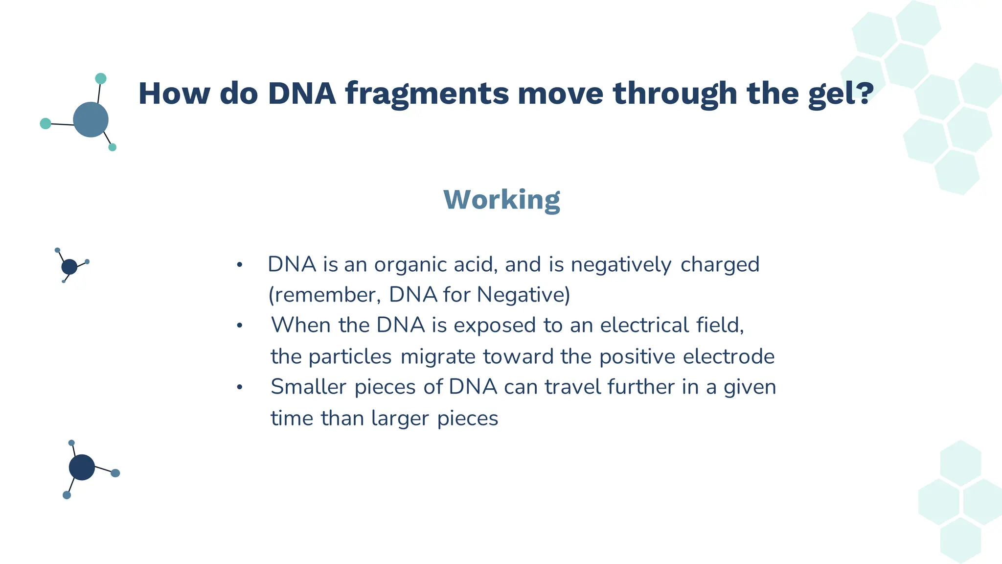 Gel electrophoresis | PDF