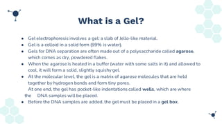 Gel electrophoresis | PDF