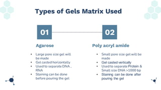 Gel electrophoresis | PDF