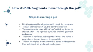 Gel electrophoresis | PPT | Free Download