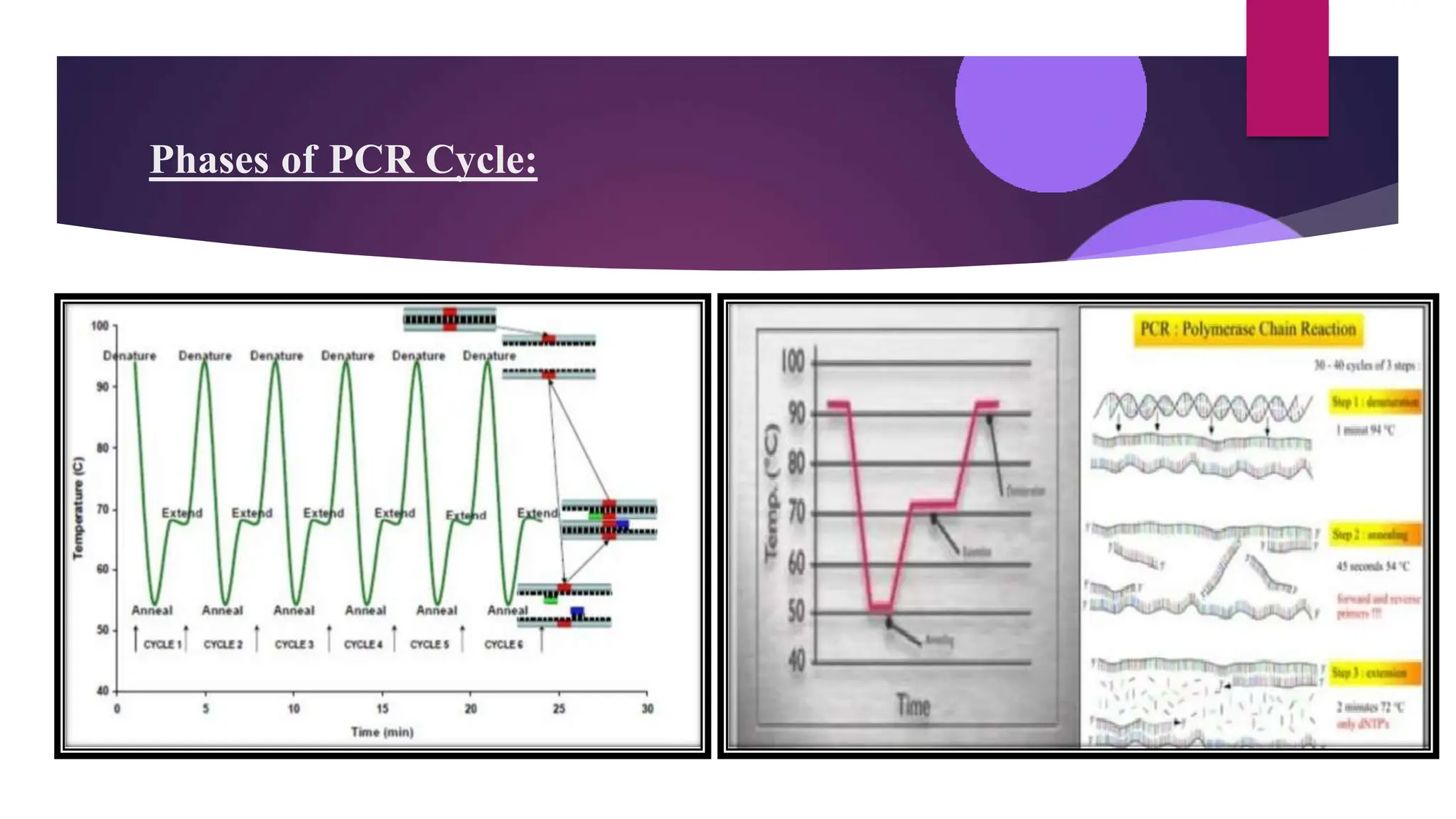 DNA ELECTROPHORESIS, PCR, DNA SEQUENCING.pptx