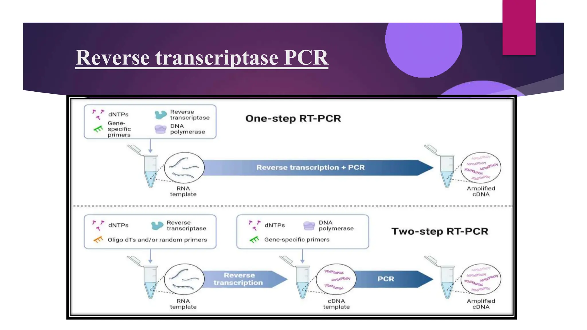DNA ELECTROPHORESIS, PCR, DNA SEQUENCING.pptx