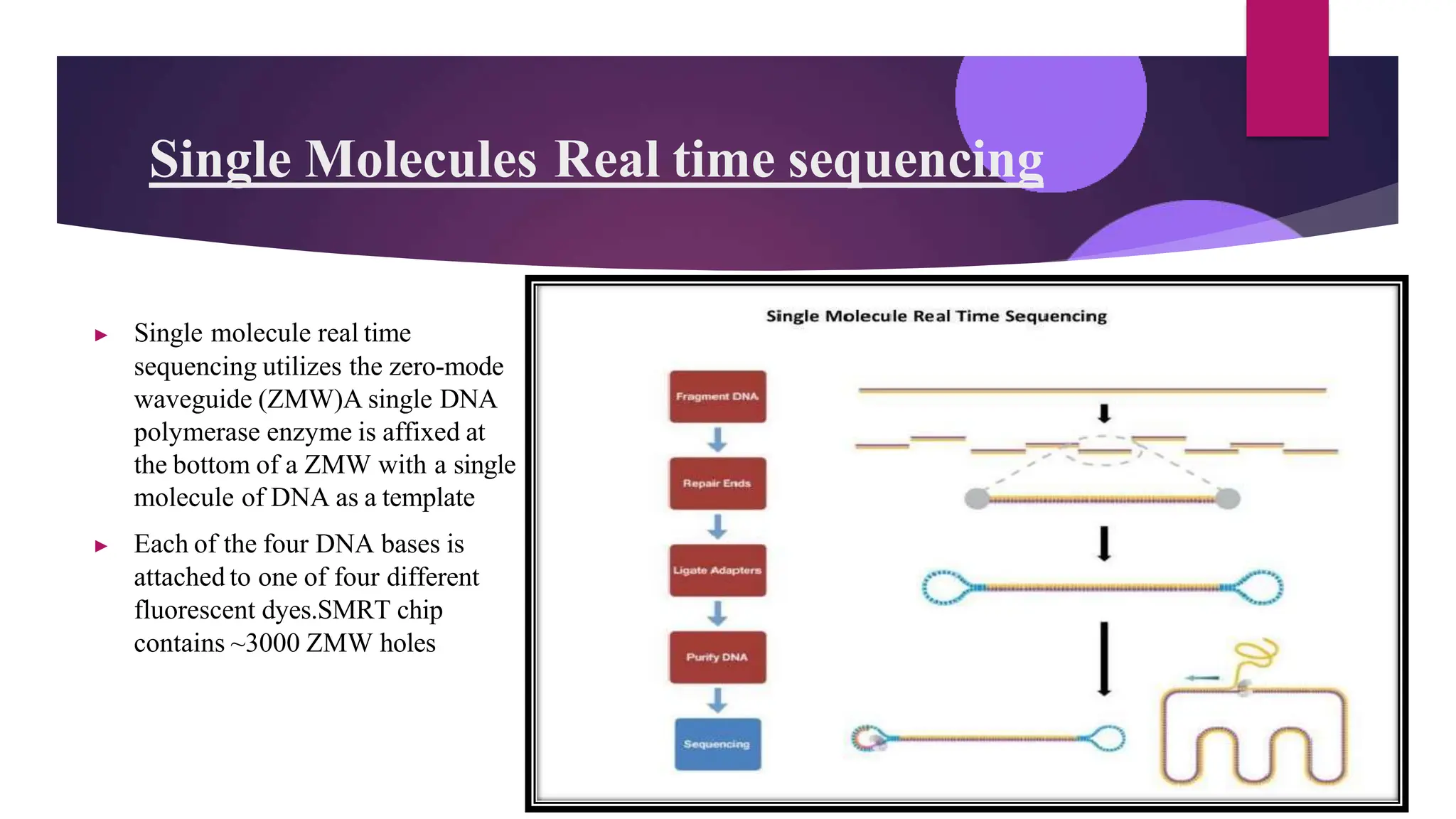 DNA ELECTROPHORESIS, PCR, DNA SEQUENCING.pptx