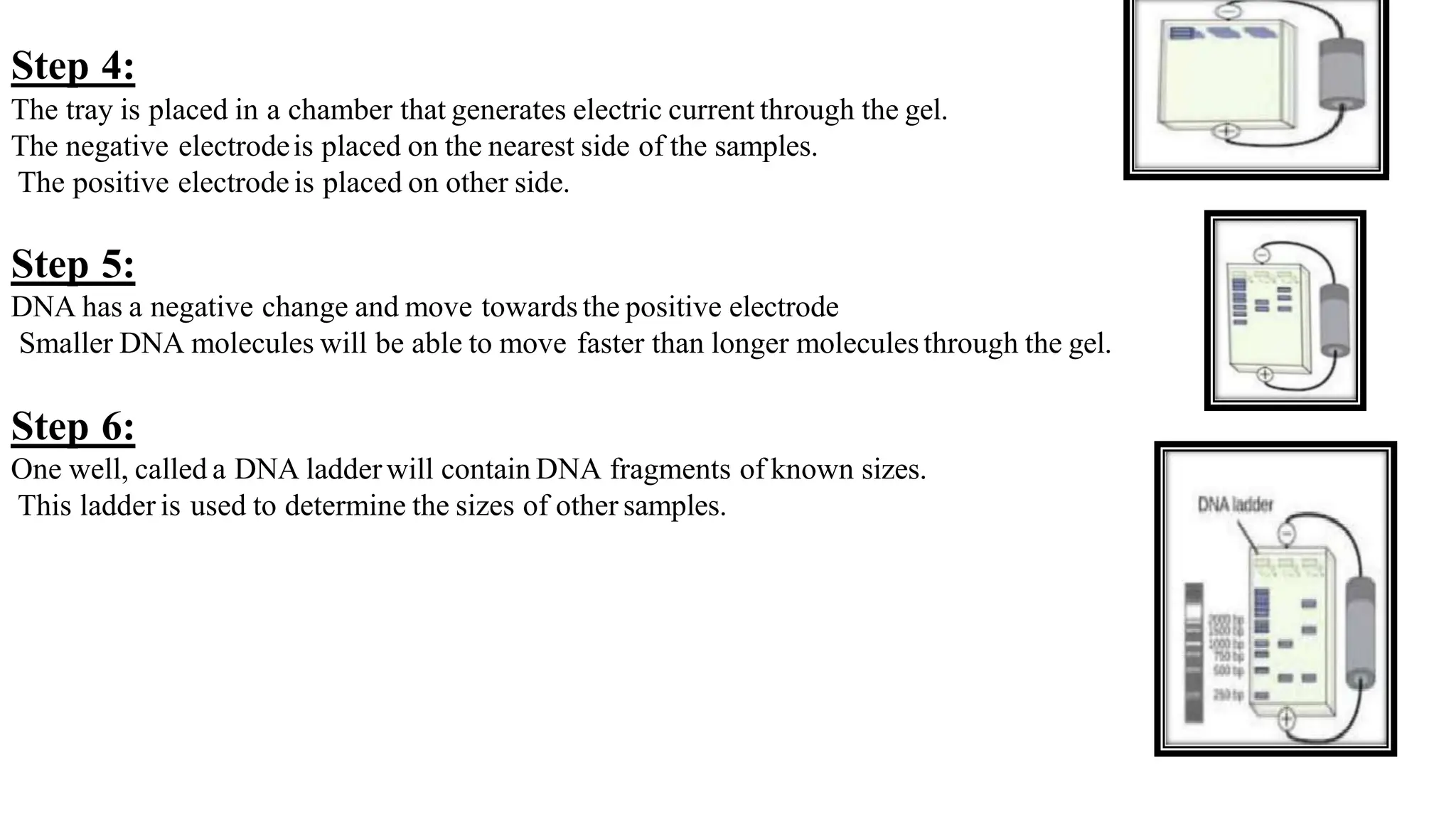 DNA ELECTROPHORESIS, PCR, DNA SEQUENCING.pptx