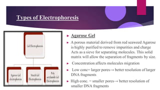 DNA ELECTROPHORESIS, PCR, DNA SEQUENCING.pptx