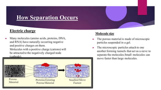 DNA ELECTROPHORESIS, PCR, DNA SEQUENCING.pptx
