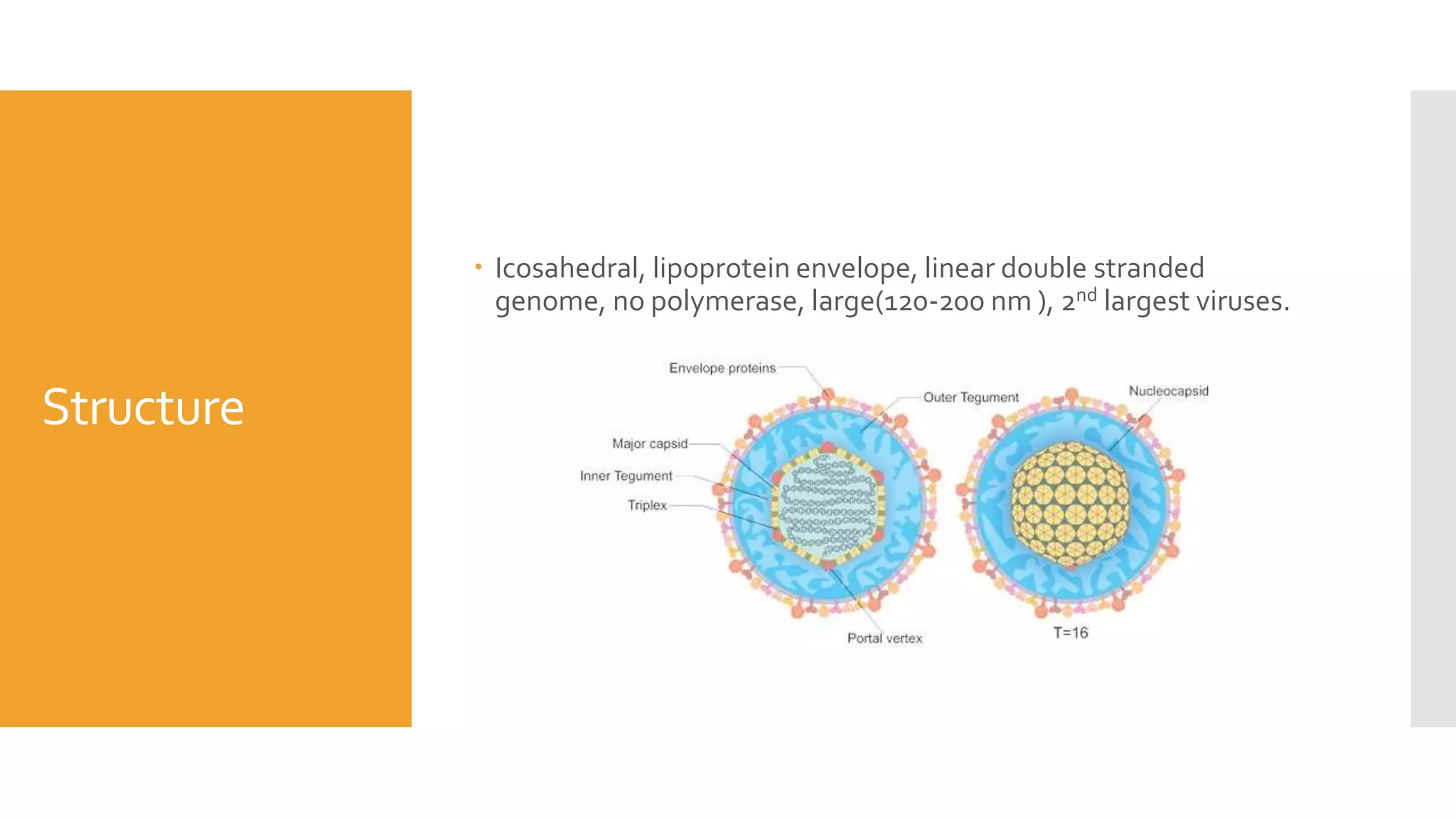 DNA enveloped Viruses herpes viruses_ lesson 4.pptx