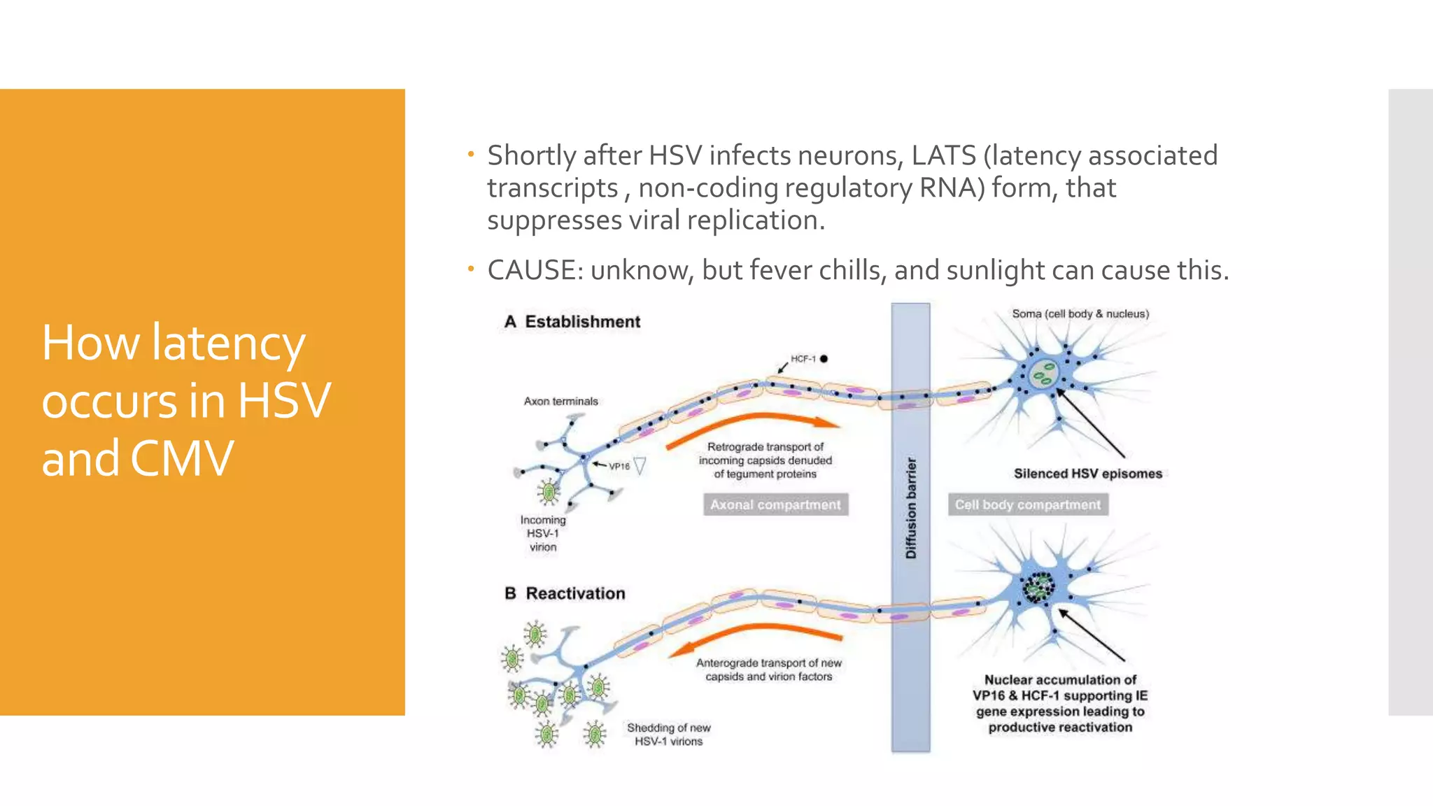 DNA enveloped Viruses herpes viruses_ lesson 4.pptx