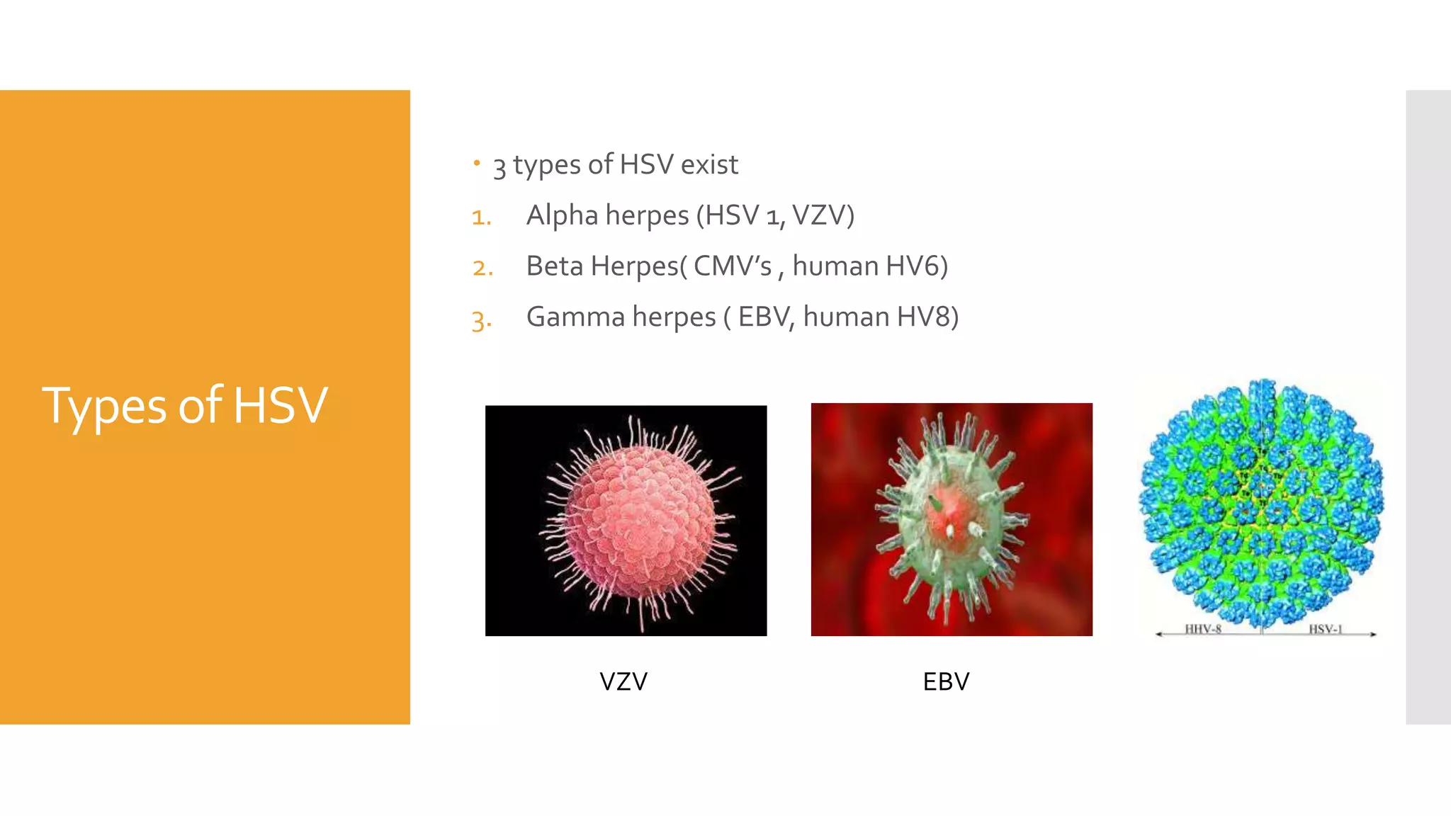 DNA enveloped Viruses herpes viruses_ lesson 4.pptx