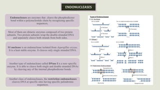 Dna Modifying Enzymes by Arijit Pani | PDF