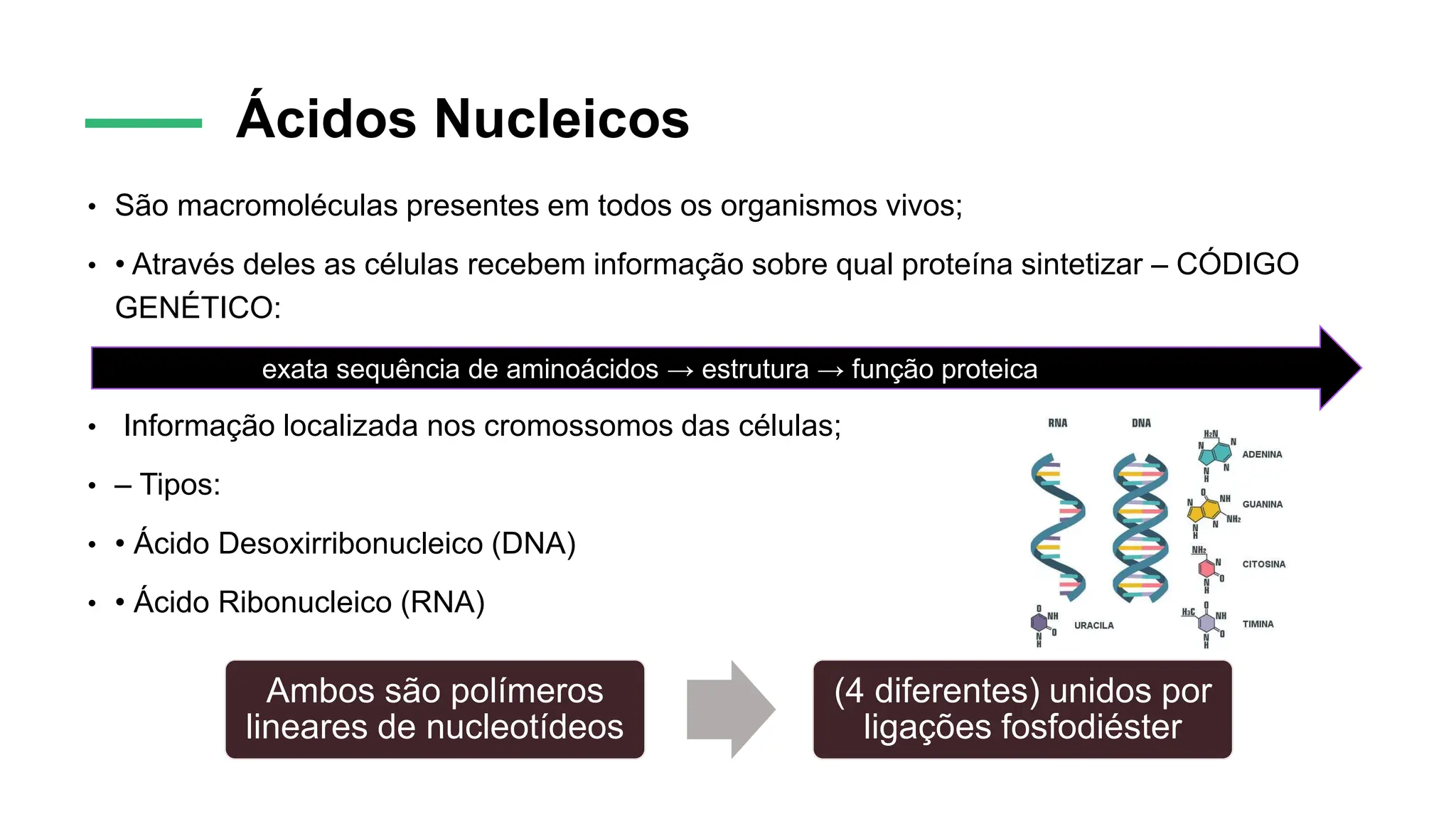DNA e RNA - Estrutura dos Ácidos nucleicos | PPTX