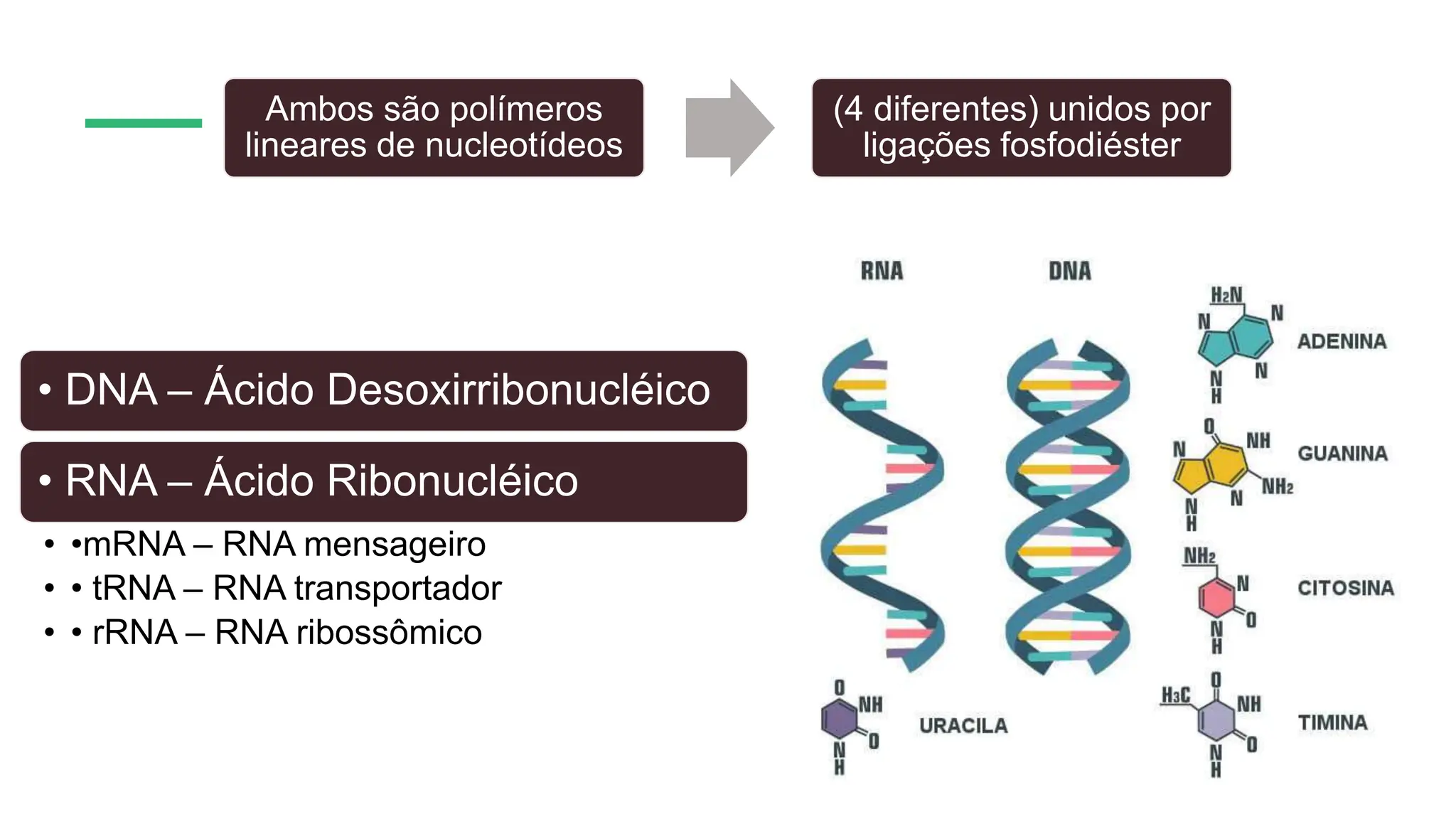 DNA e RNA - Estrutura dos Ácidos nucleicos | PPT