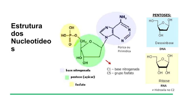 DNA e RNA - Estrutura dos Ácidos nucleicos | PPT