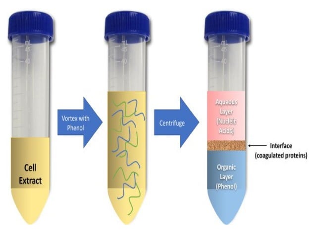 DNA EXTRACTION.pptx_Guidance about How up extract DNA | PPT