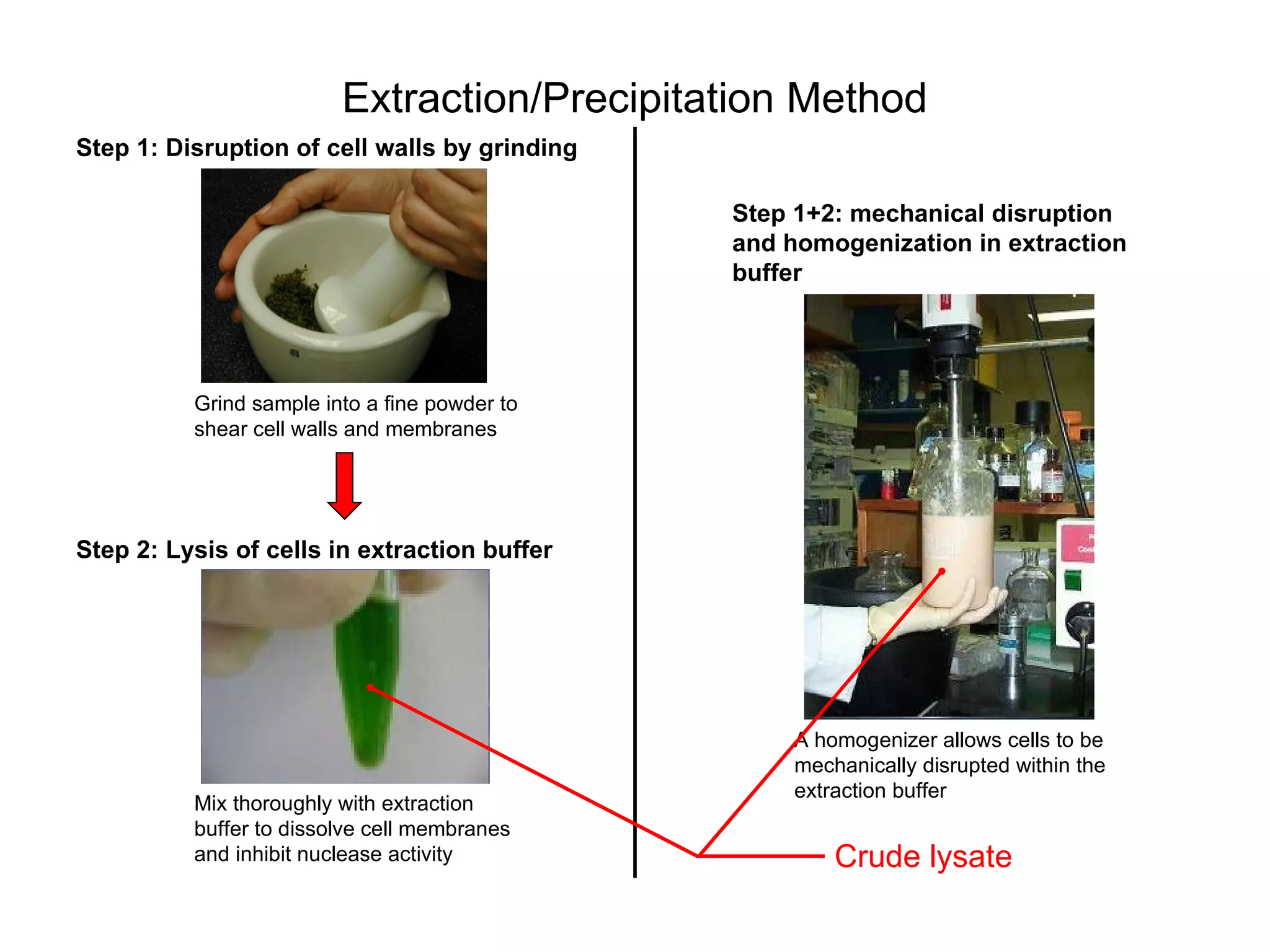 Dna extraction | PPT