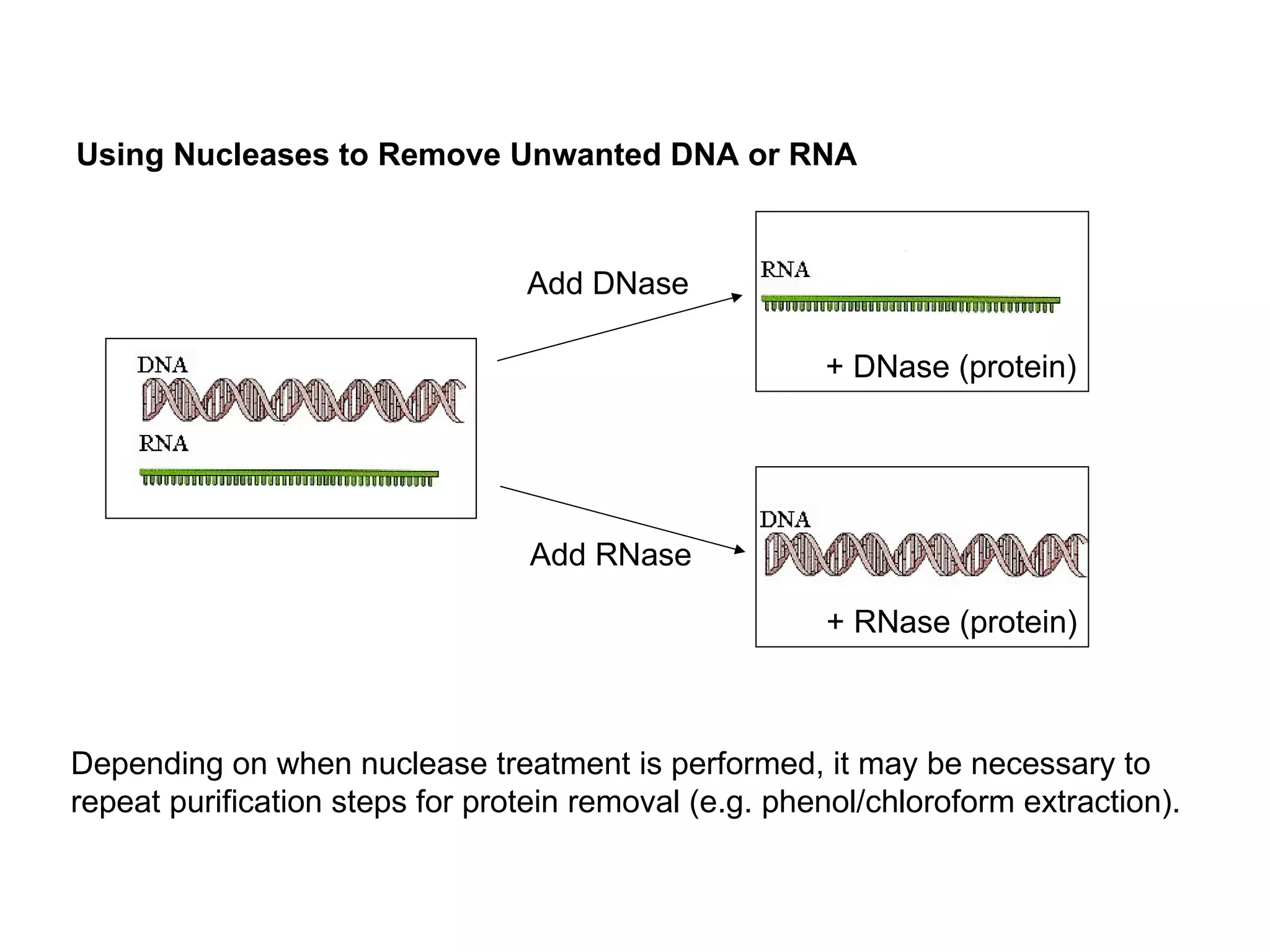 Dna extraction | PPT