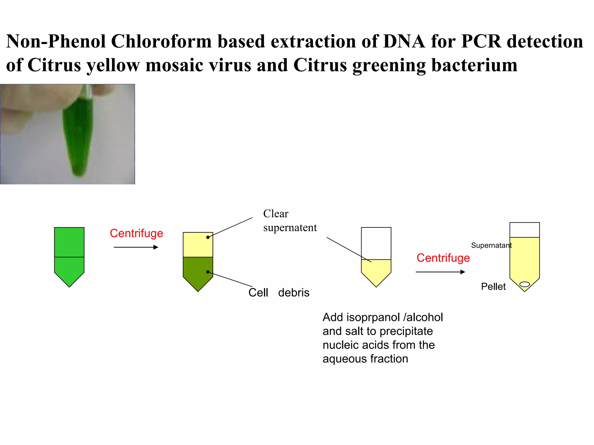 Dna extraction | PPT