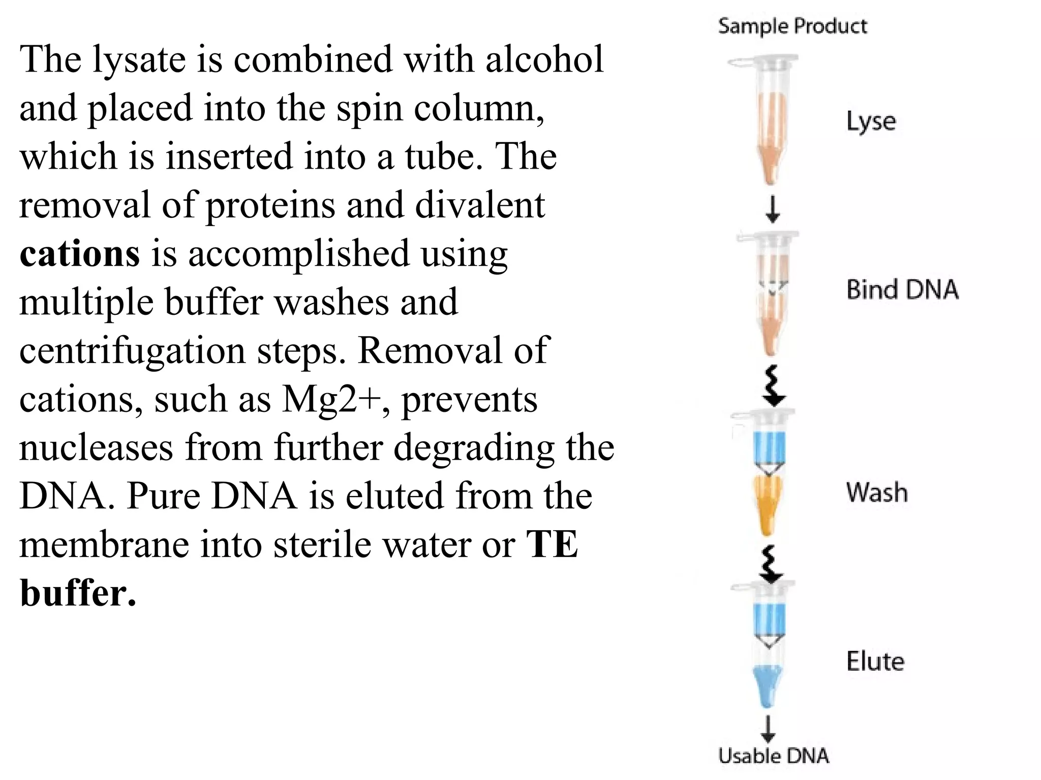 Dna extraction | PPT