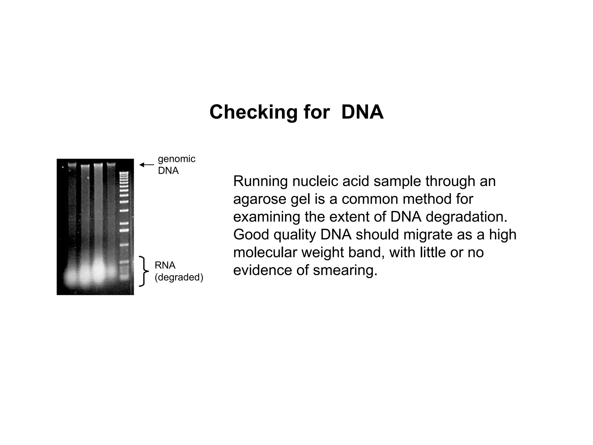 Dna extraction | PPT