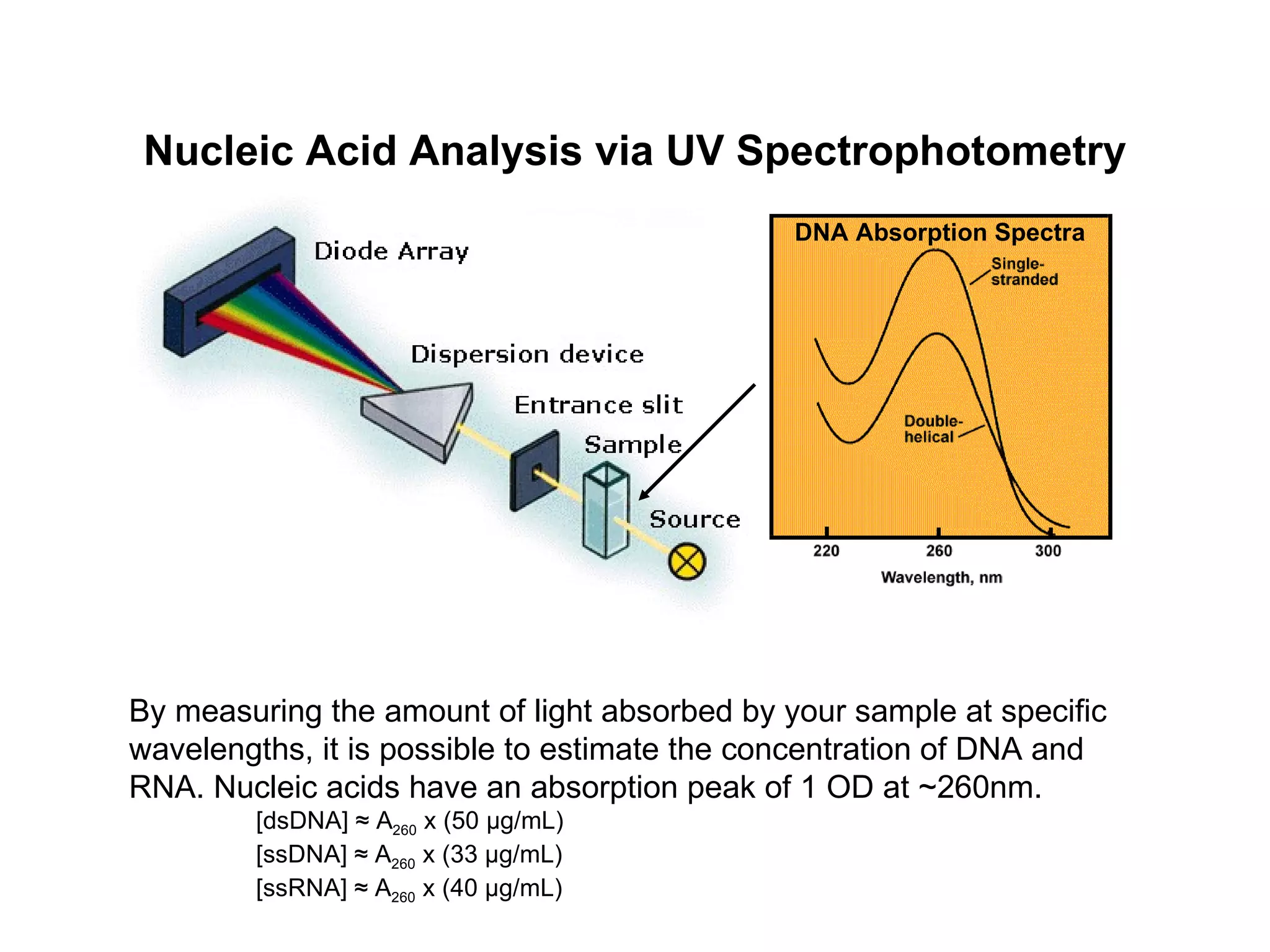 Dna extraction | PPT