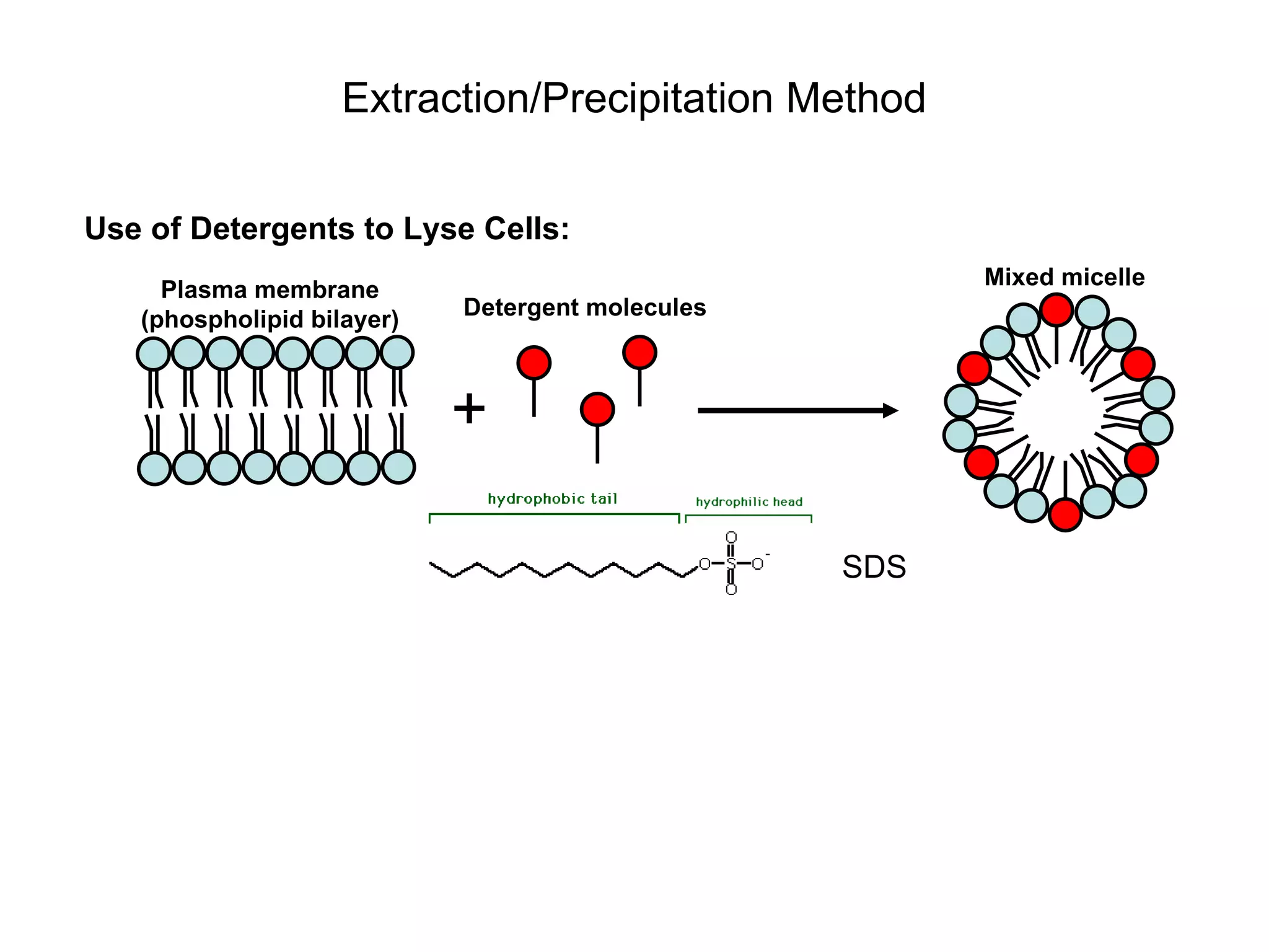 Dna extraction | PPT