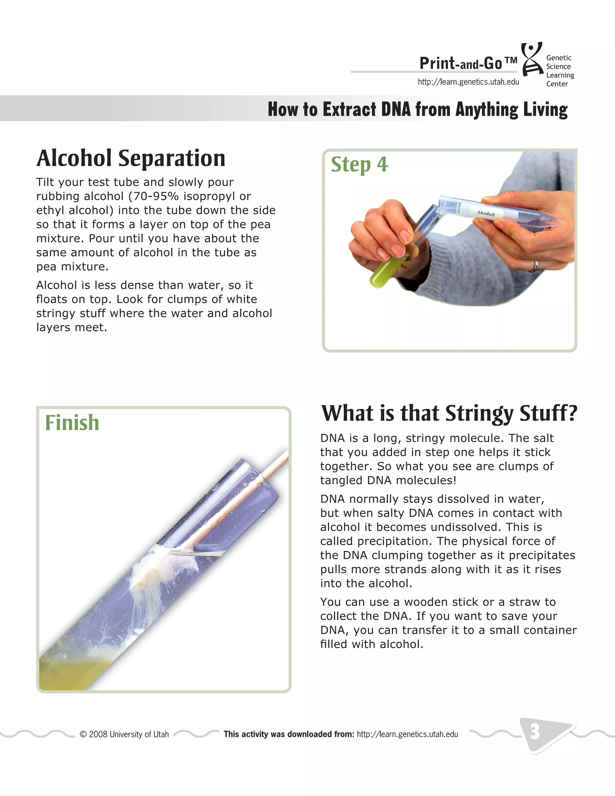 Dna extraction | PDF