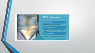 DNA Extraction | PDF
