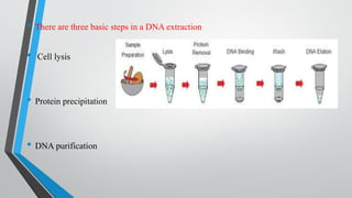 DNA Extraction | PDF