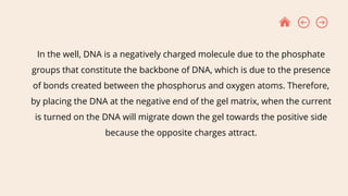 DNA extraction.pptx