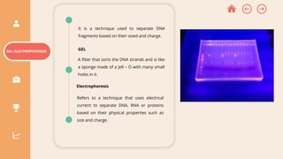 DNA extraction.pptx
