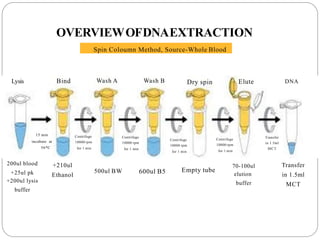 DNA EXTRACTION.pptx