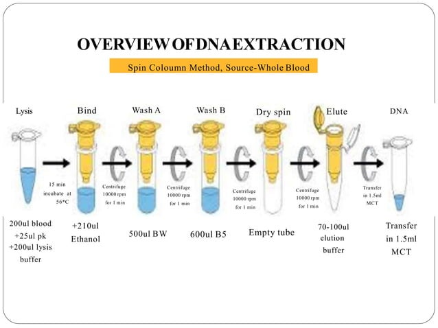 DNA EXTRACTION.pptx | Chemistry | Science