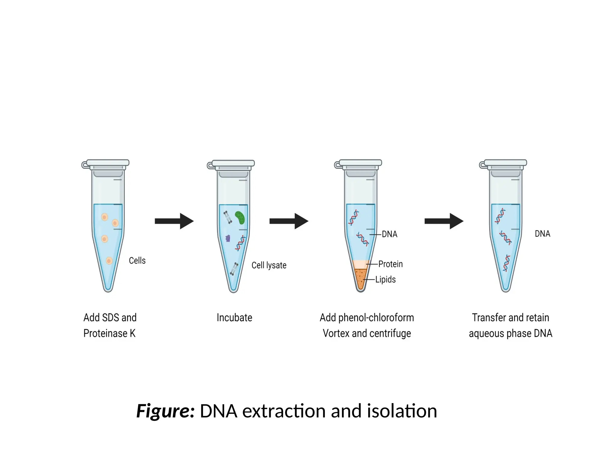 DNA Extraction.pptx protocol by taimoor khan | PPTX