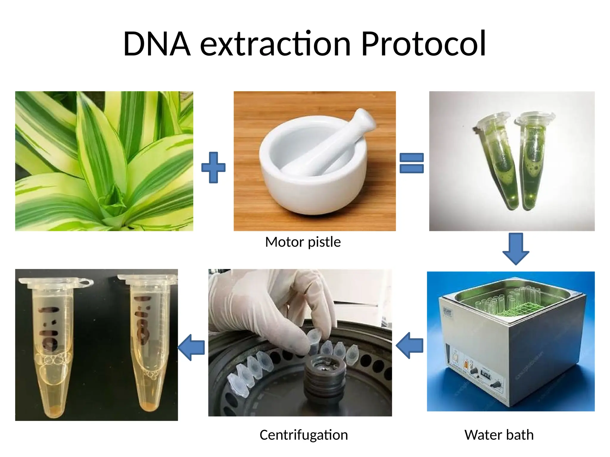 DNA Extraction.pptx protocol by taimoor khan | PPT