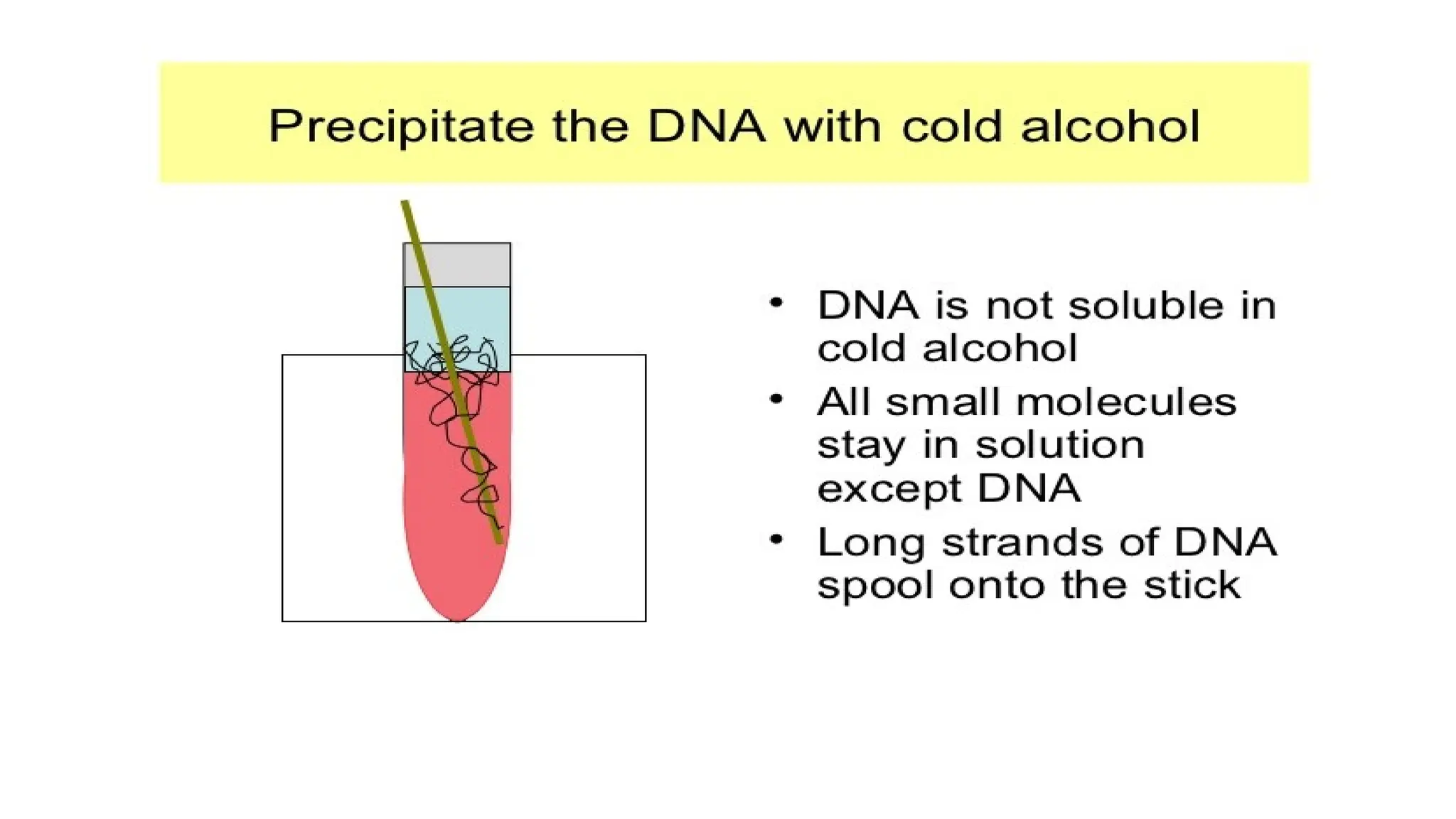 DNA Extraction in Strawberry-Science.pptx
