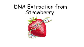 DNA Extraction in Strawberry-Science.pptx