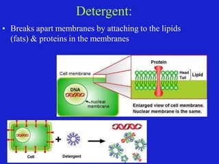 DNA extraction and DNA isolation for Biochemistry | PPT