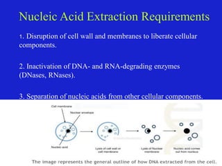 DNA extraction and DNA isolation for Biochemistry | PPT
