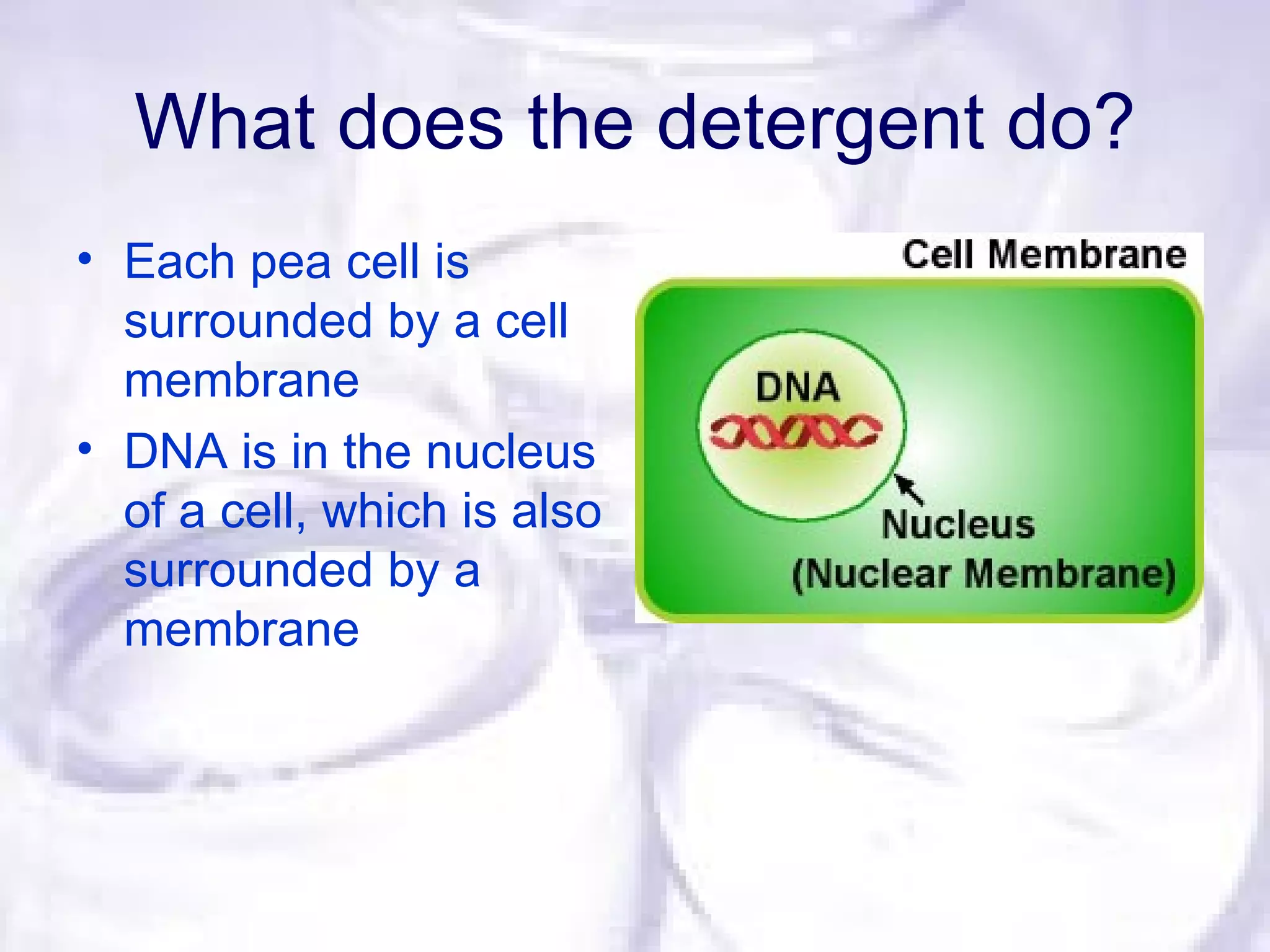 Dna extraction 2 | PPT